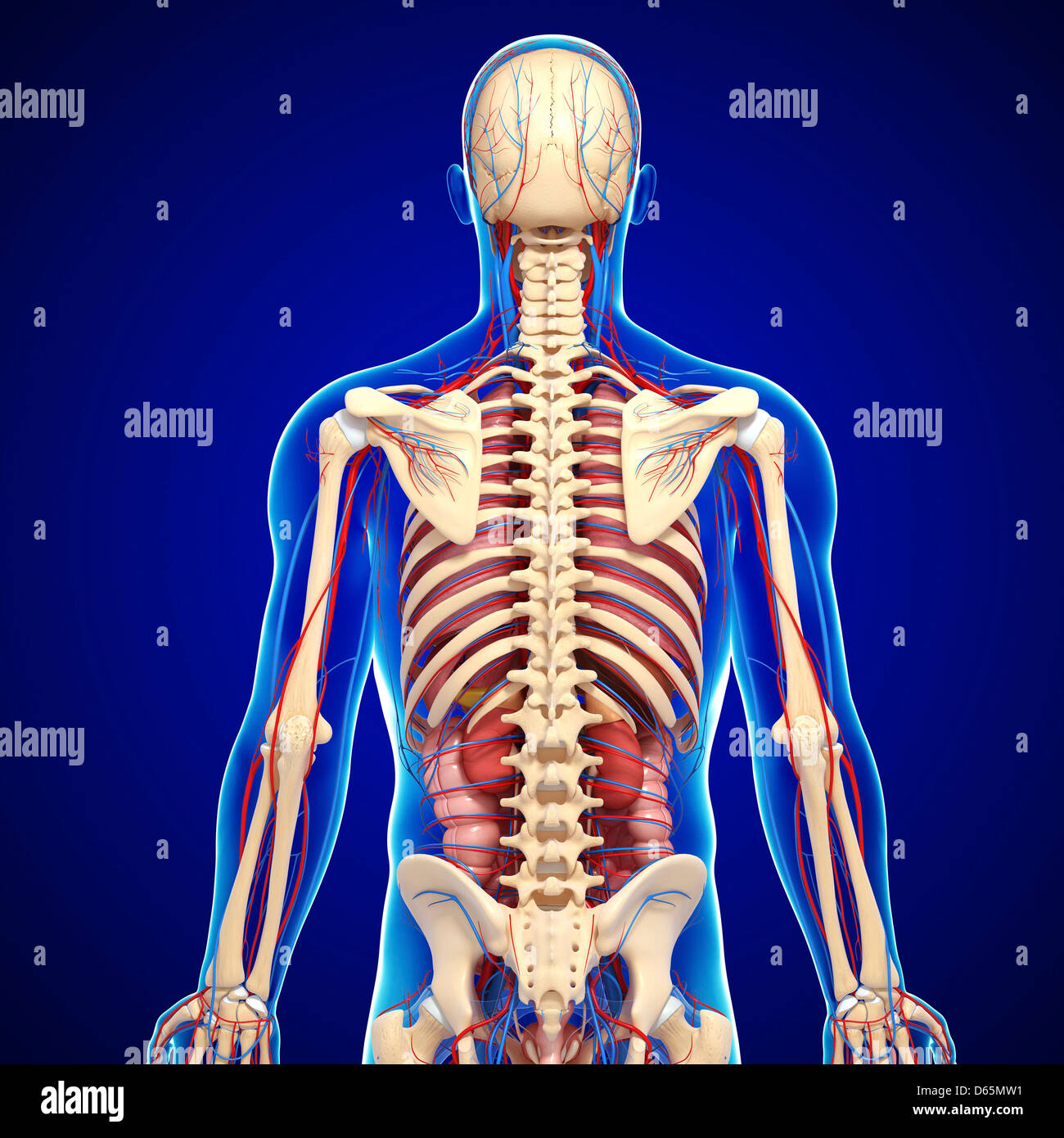 Männliche Anatomie, artwork Stockfotografie - Alamy
