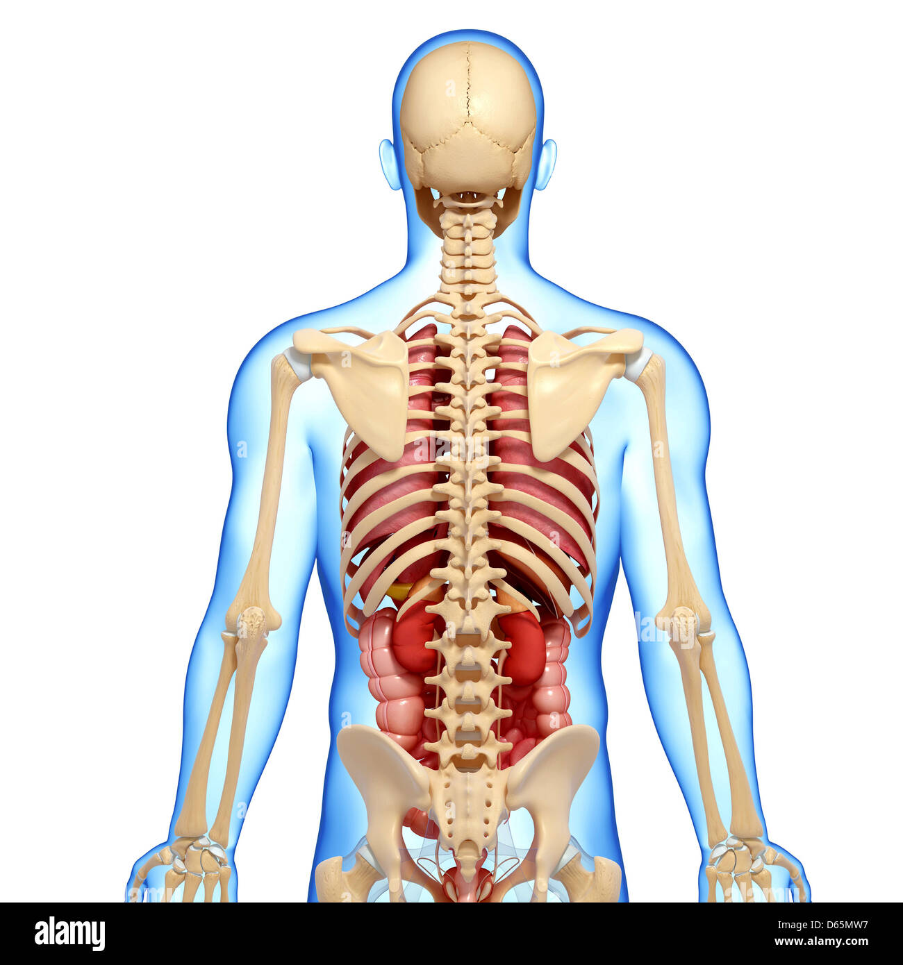 Männliche Anatomie, artwork Stockfotografie - Alamy