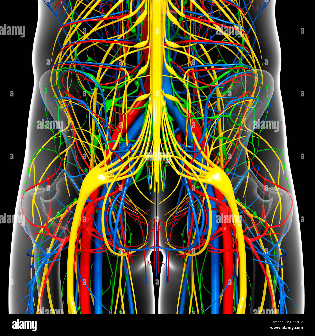 Beckenarterie normal -Fotos und -Bildmaterial in hoher Auflösung – Alamy