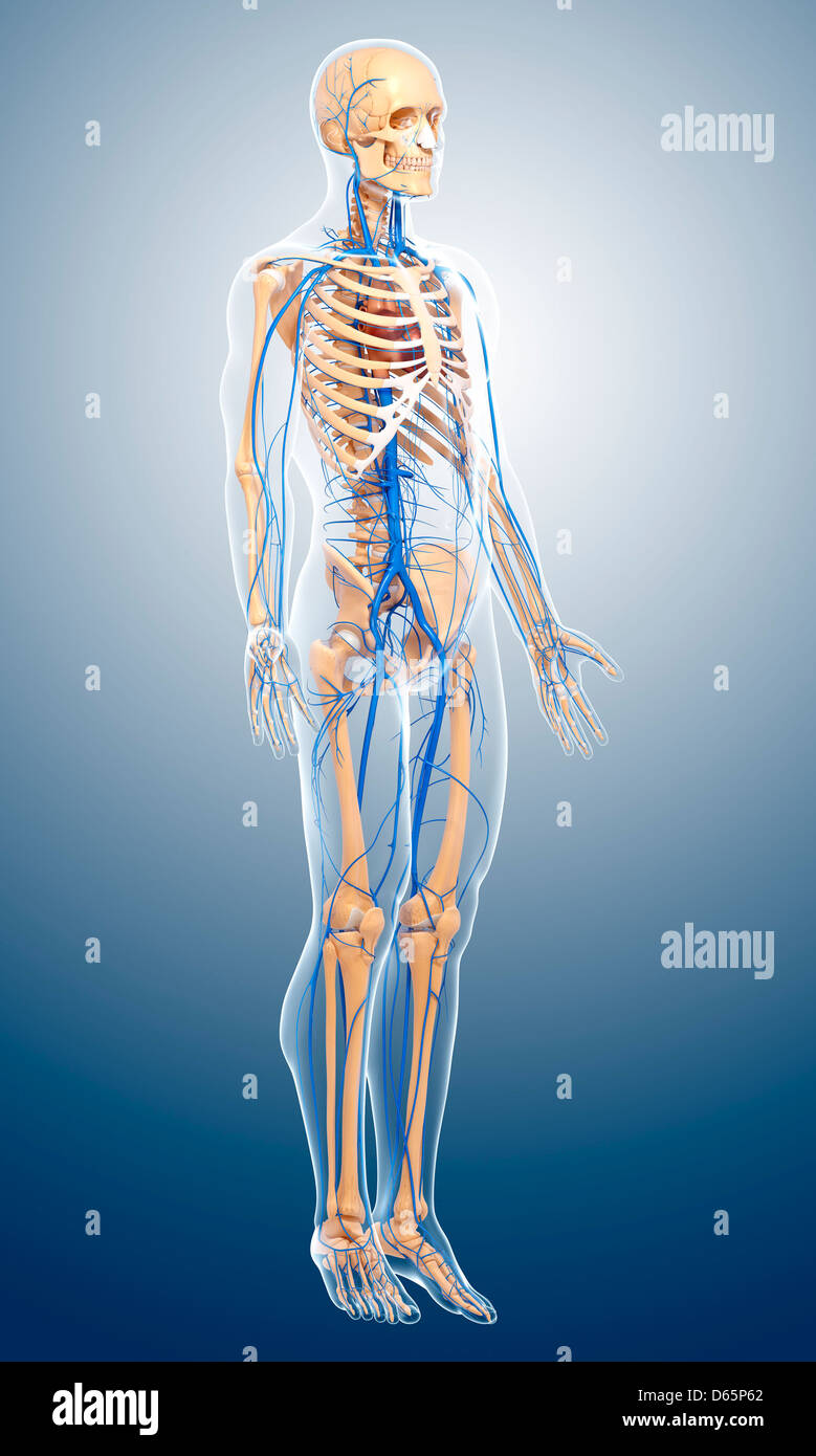 Menschlichen Adern, artwork Stockfotografie - Alamy