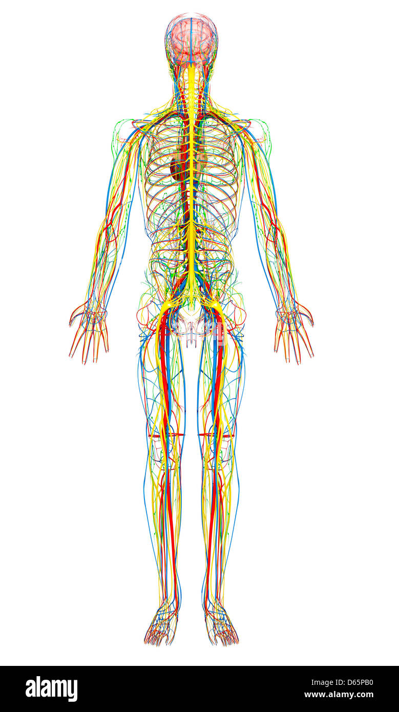 Männliche Anatomie, artwork Stockfotografie - Alamy