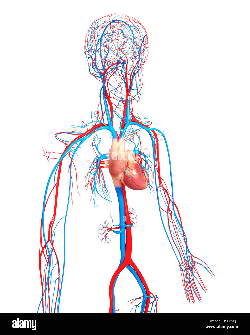 Illustration Circulatory System Stockfotos und -bilder Kaufen - Alamy