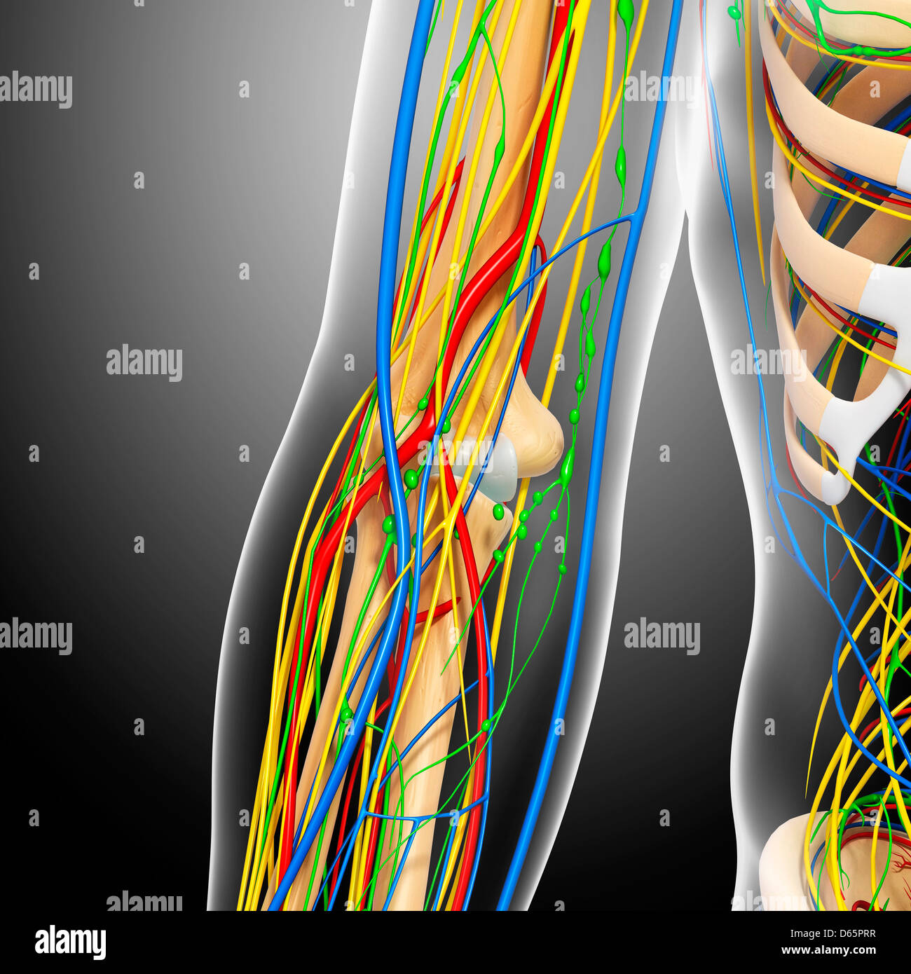 Elbow Bone Stockfotos und -bilder Kaufen - Alamy
