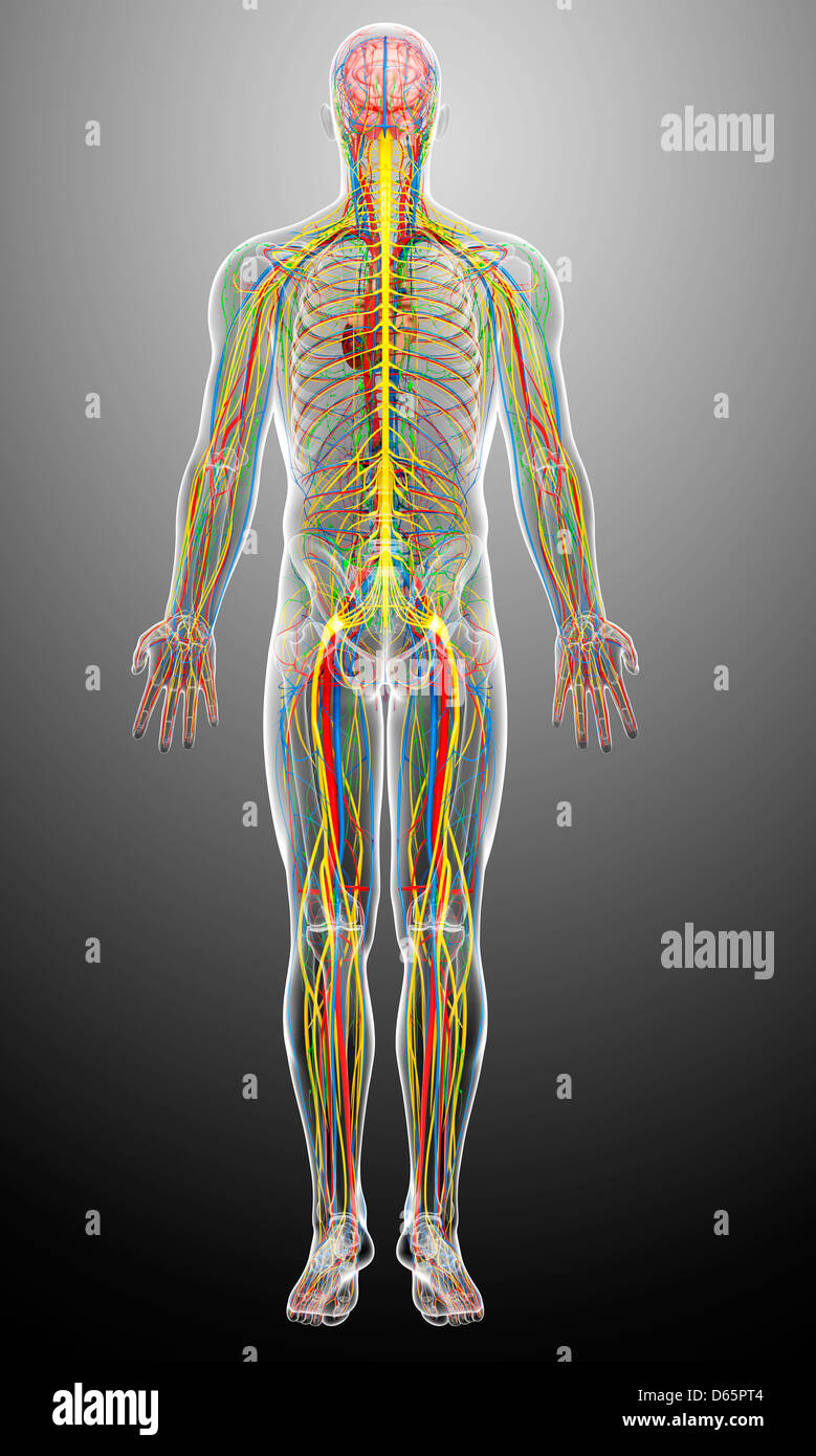 Männliche Anatomie, artwork Stockfotografie - Alamy