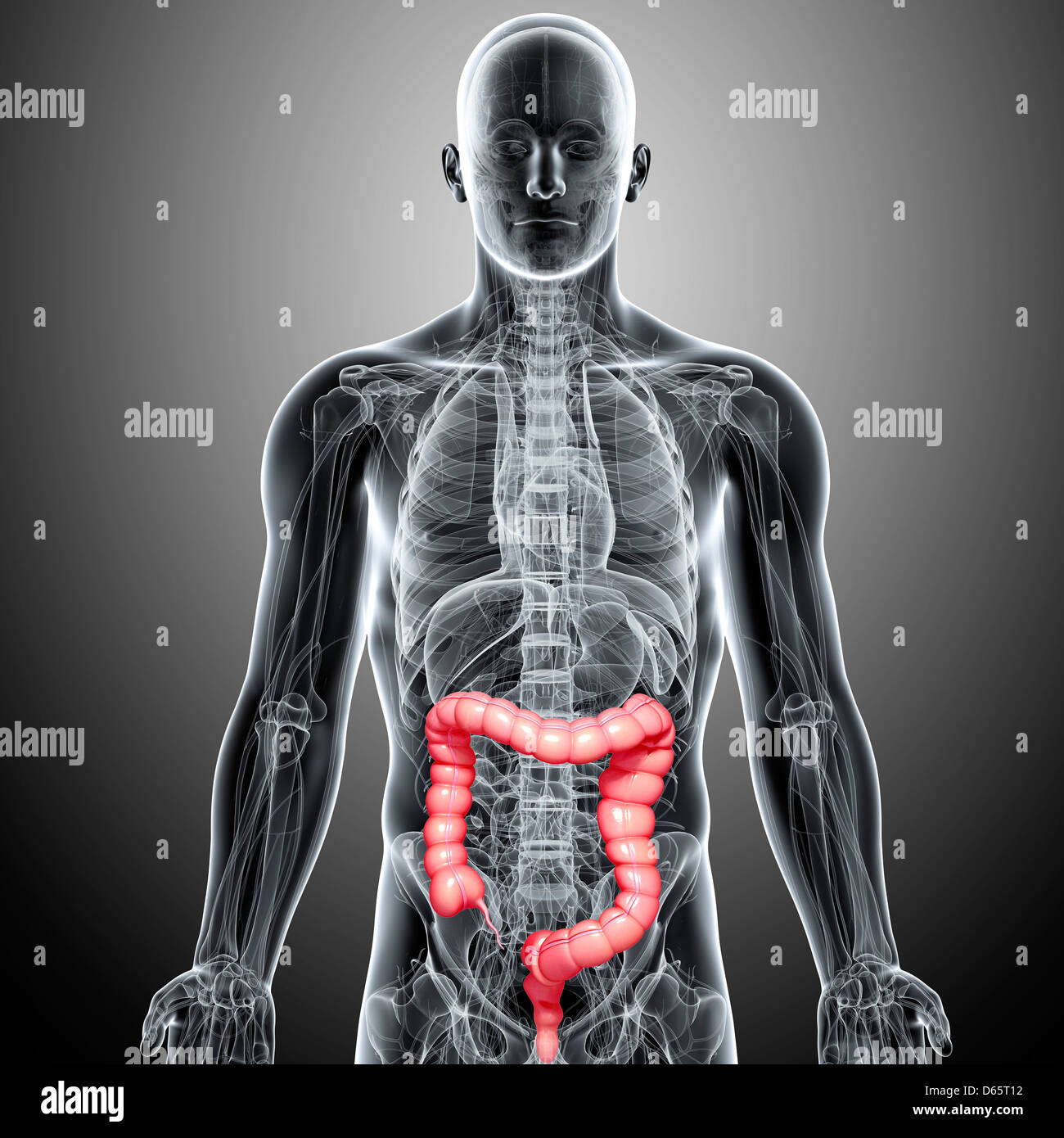 Anatomy of the large intestines -Fotos und -Bildmaterial in hoher ...