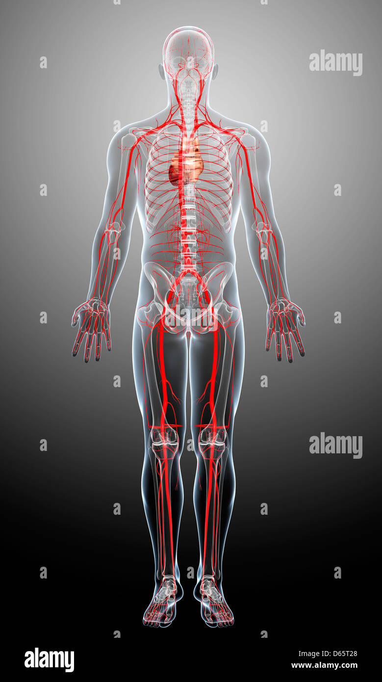 Anatomie und Arterien Stockfotos und -bilder Kaufen - Alamy