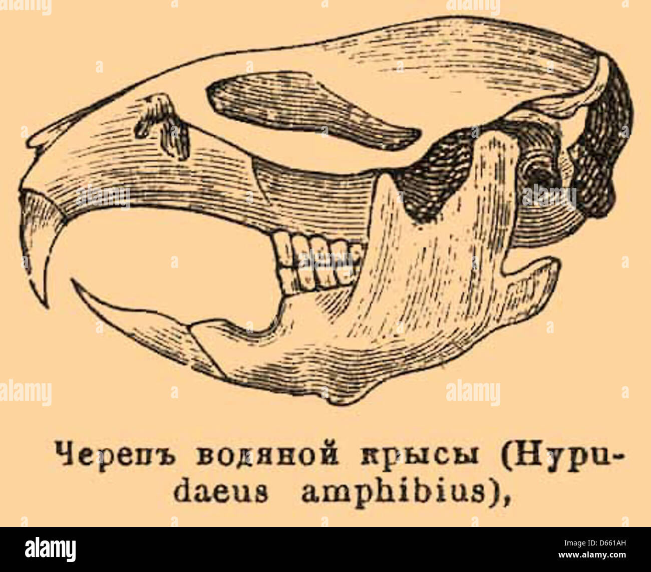 Diese Illustration aus dem Brockhaus and Efron Encyclopedic Dictionary ...
