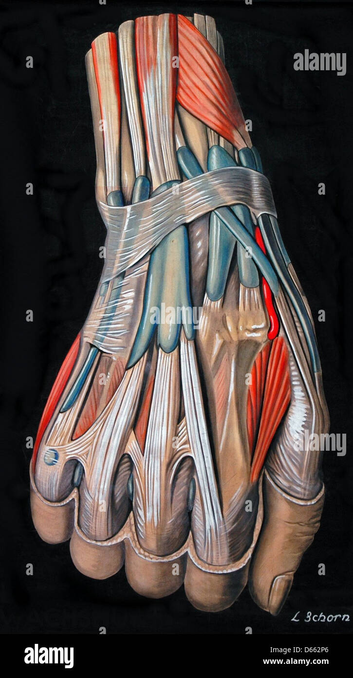 Eine anatomische Zeichnung aus der Zeit um 1900, die die Struktur der ...