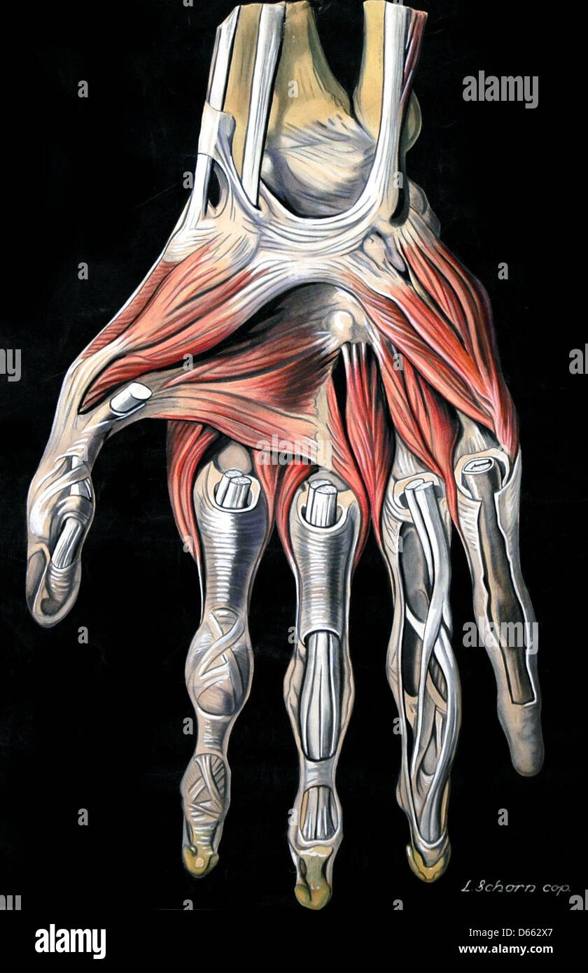 Eine anatomische Illustration aus dem Jahr 1900, die die Muskeln der ...