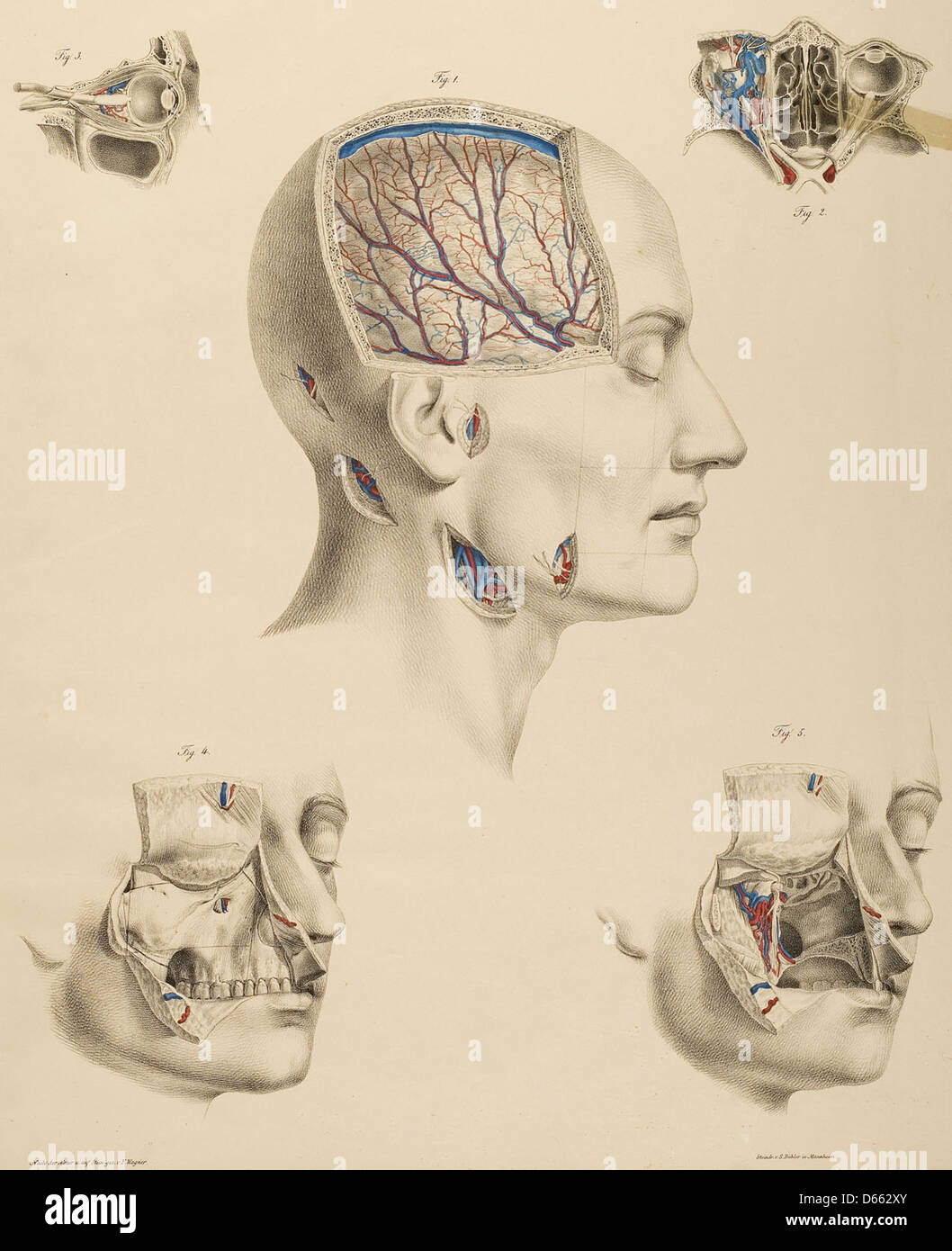 Eine anatomische Illustration von Anton Nuhn im Jahr 1846, die ...