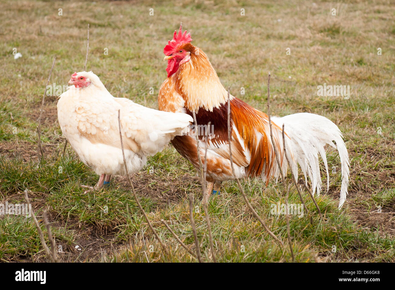 Vowley Farm Royal Wootton Bassett Wilts Suffolk weiß Ixworth & gemischt ...