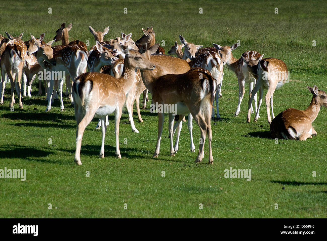 Liebes tier, wildes tier -Fotos und -Bildmaterial in hoher Auflösung ...