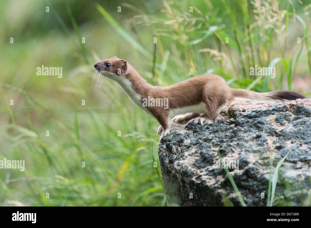 Mustela erminea -Fotos und -Bildmaterial in hoher Auflösung – Alamy