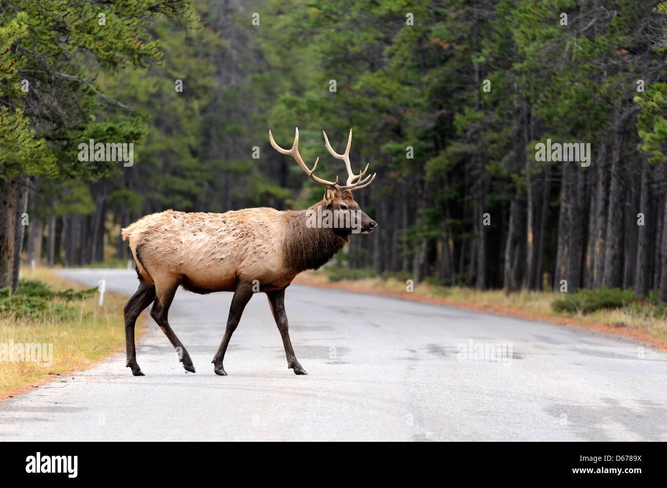 Elk crossing canada -Fotos und -Bildmaterial in hoher Auflösung – Alamy