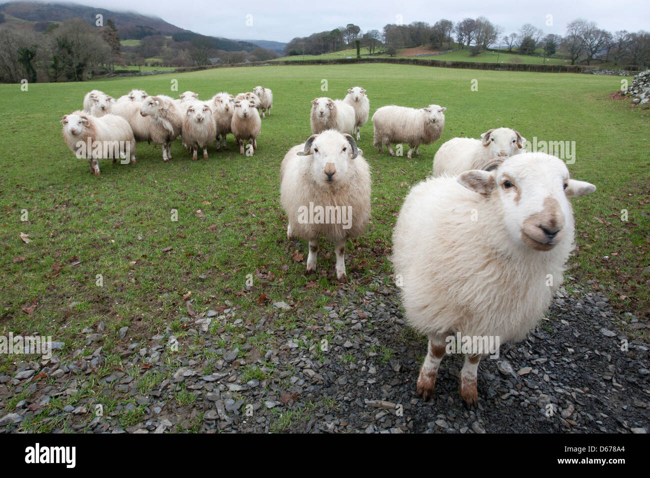 Welsh sheep farming -Fotos und -Bildmaterial in hoher Auflösung – Alamy