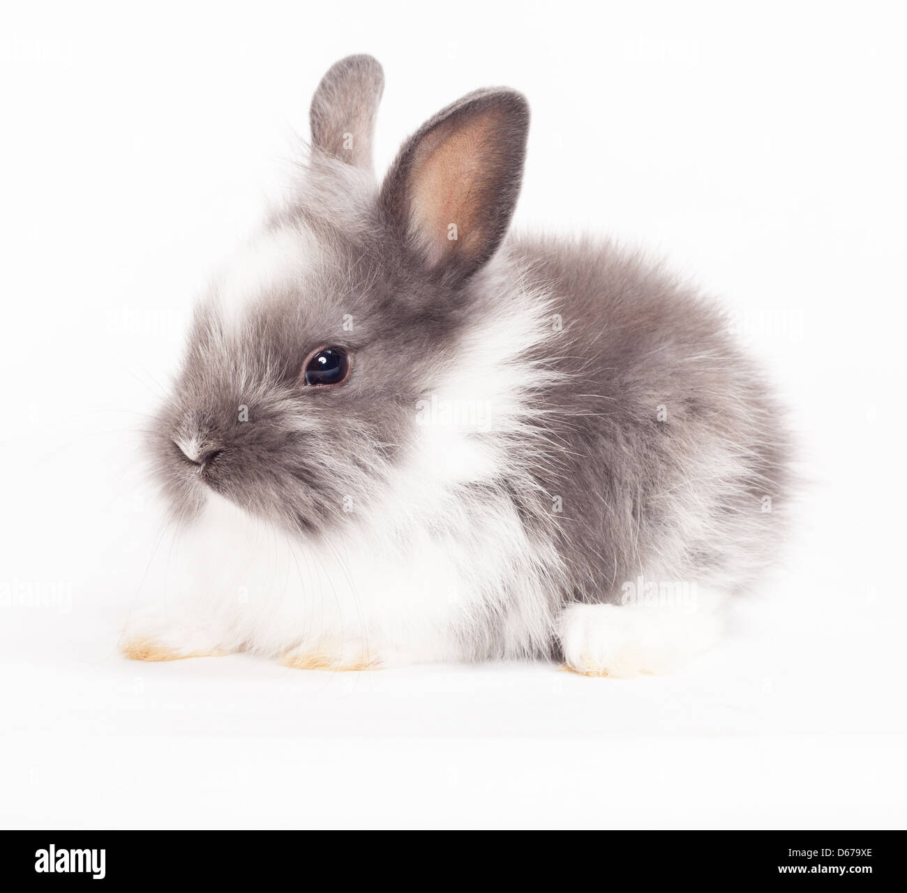 Grauer Hase (Hase) isoliert auf weißem Hintergrund Stockfotografie - Alamy