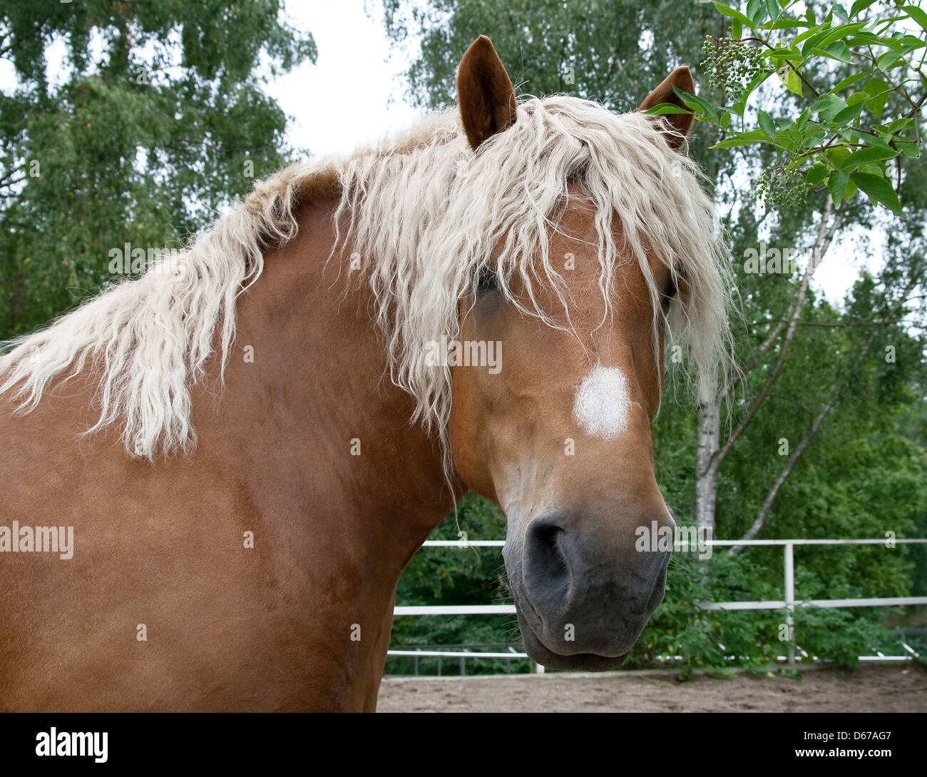 Porträt einer schönen schweren Zugpferd mit langer Mähne ...