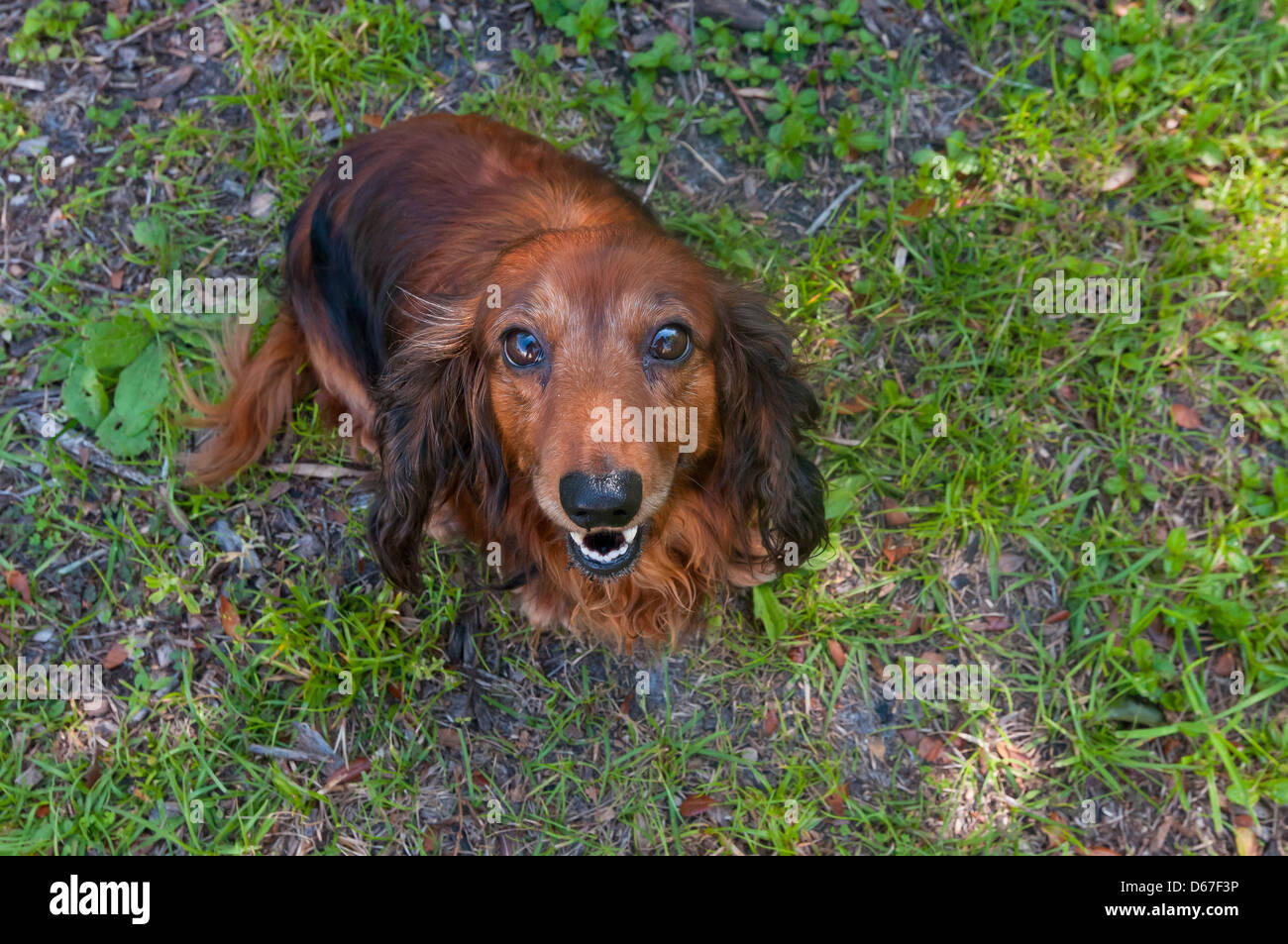 Sitzender langhaariger dackel -Fotos und -Bildmaterial in hoher ...