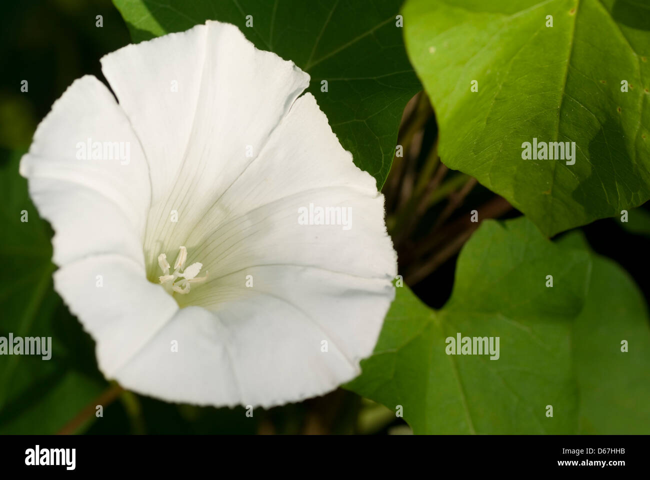 Auf winde blume -Fotos und -Bildmaterial in hoher Auflösung – Alamy