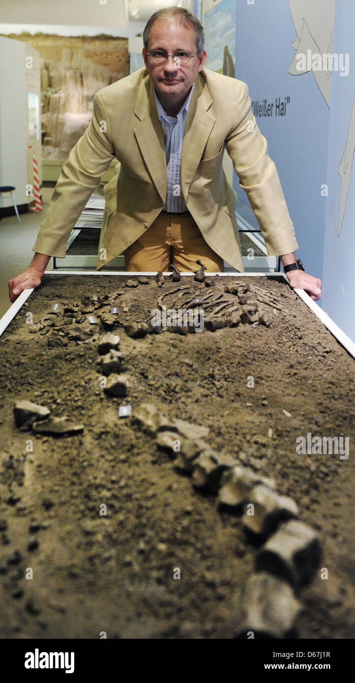 Delfin skelett -Fotos und -Bildmaterial in hoher Auflösung – Alamy