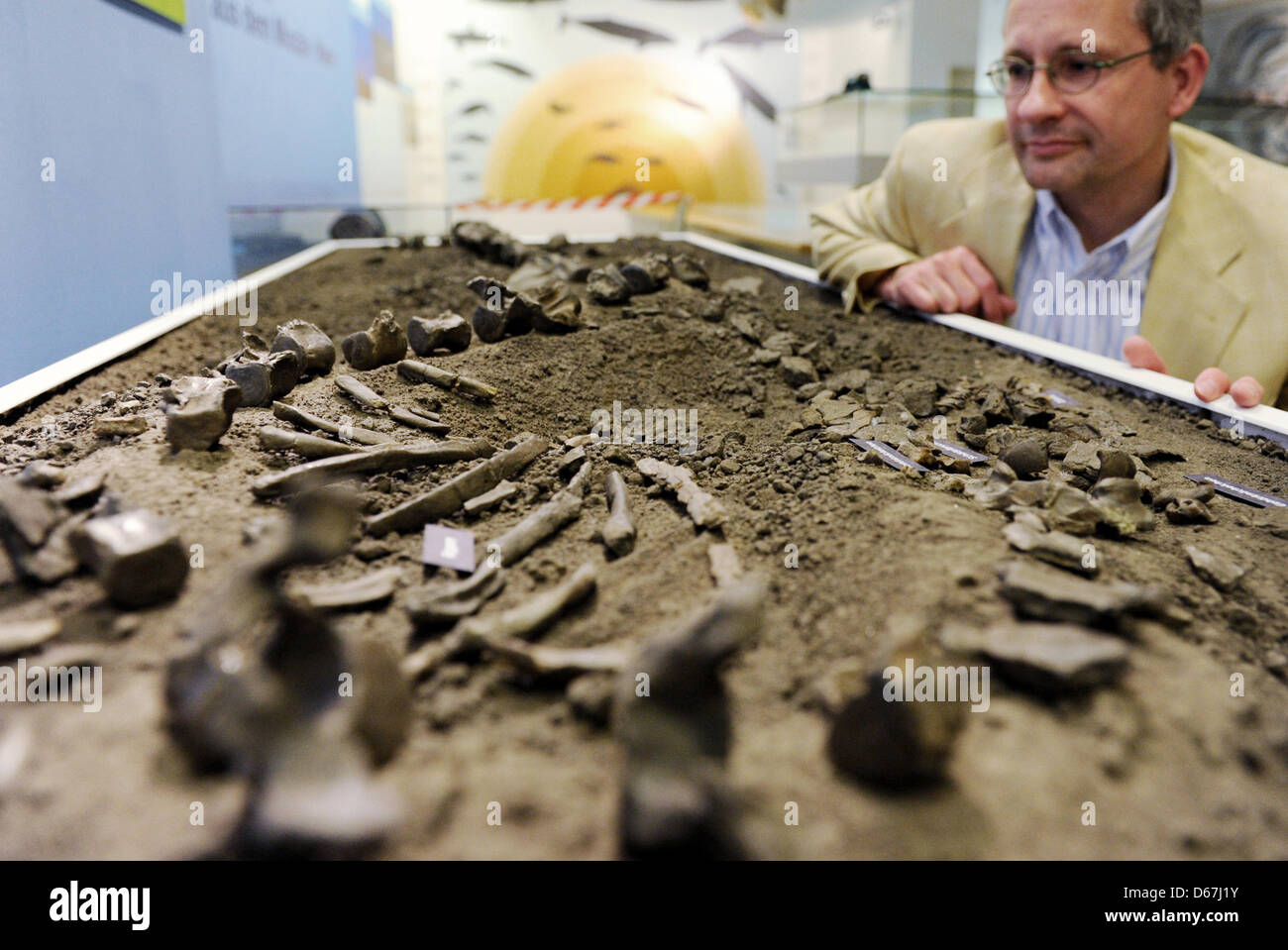 Delfin skelett -Fotos und -Bildmaterial in hoher Auflösung – Alamy