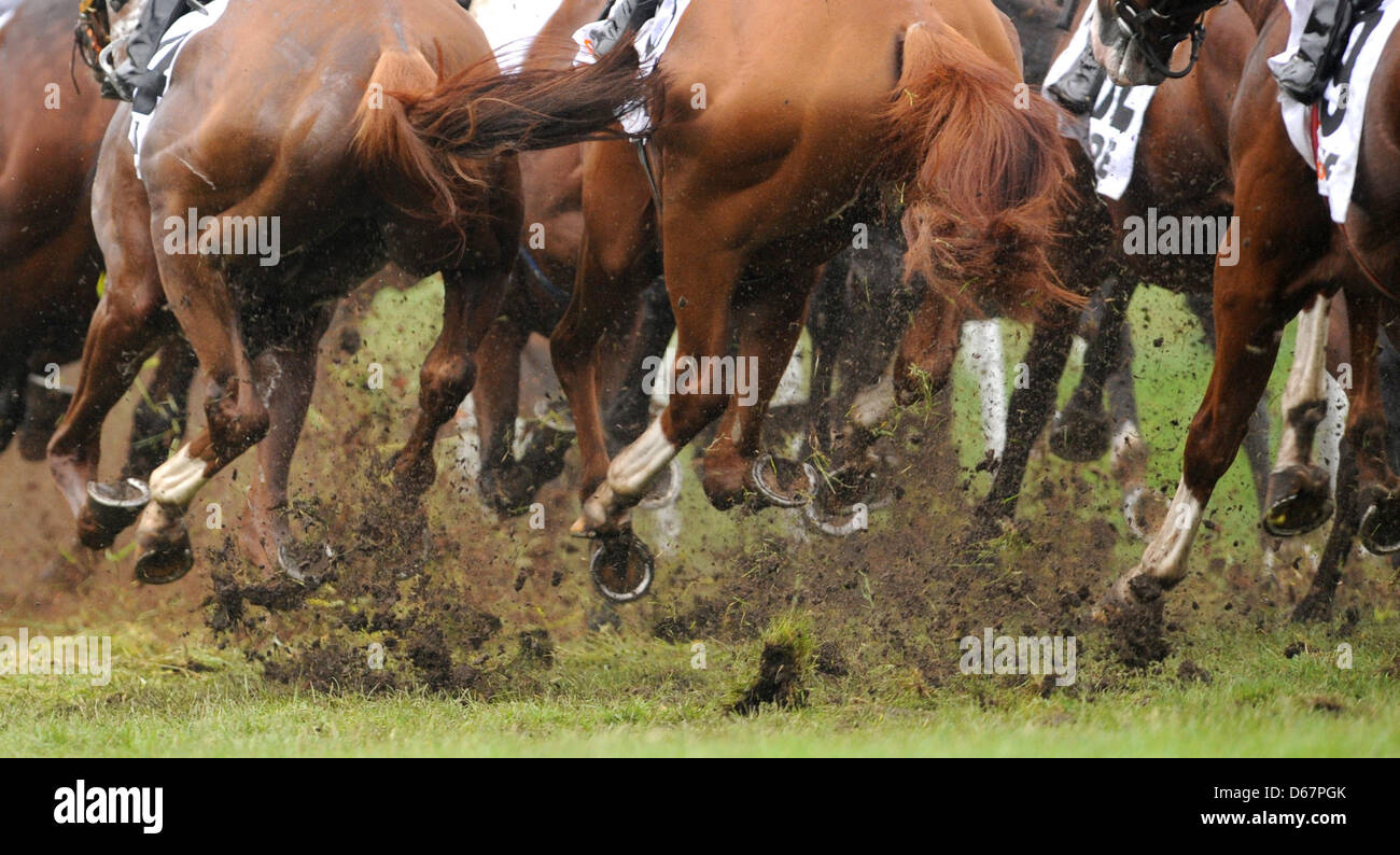 Deutscher galopp -Fotos und -Bildmaterial in hoher Auflösung – Alamy
