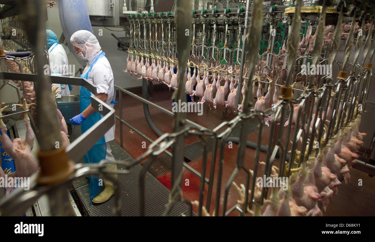 Amtliche Fleischbeschauer überwachen den Produktionsprozess bei ...