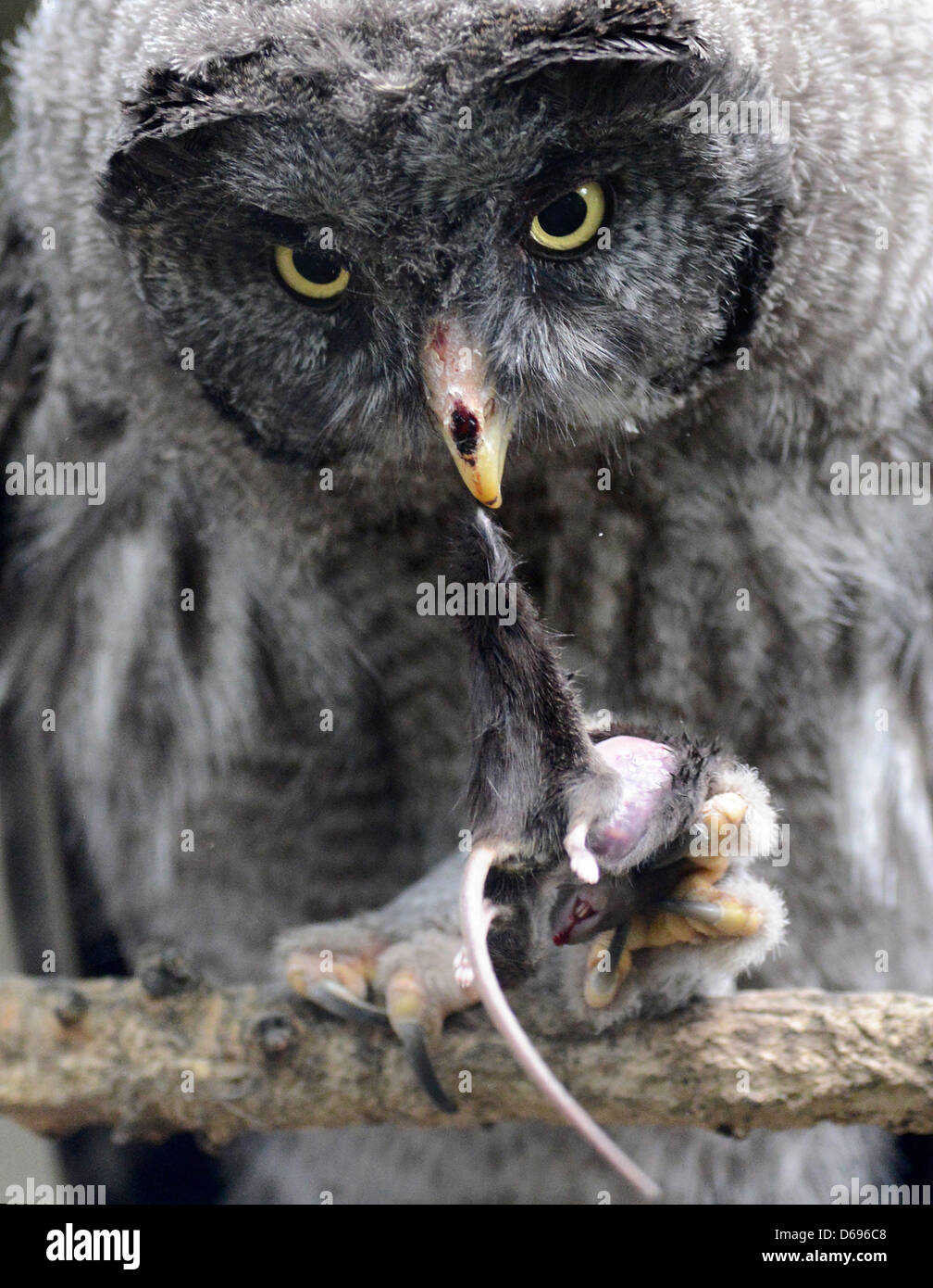 Matthias maus -Fotos und -Bildmaterial in hoher Auflösung – Alamy