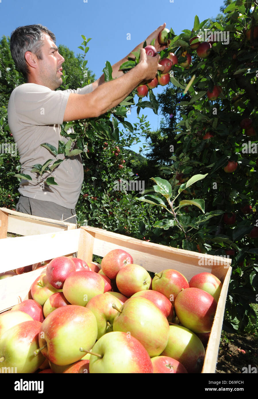 Obst Ernte Bodensee Stockfotos und -bilder Kaufen - Alamy