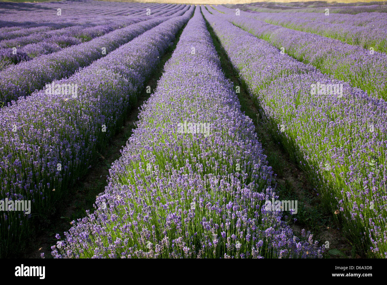 Reihen von lila Blüten im Feld Stockfotografie - Alamy