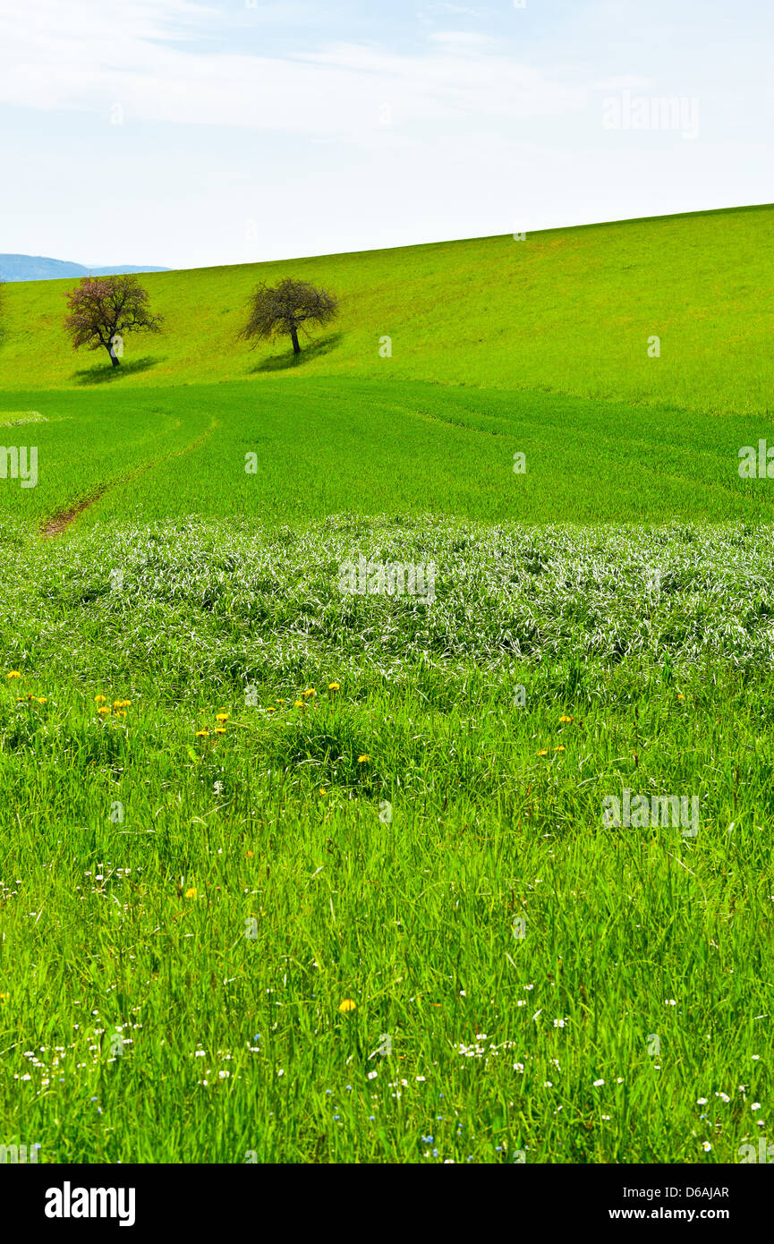 Gepflegte wiesen -Fotos und -Bildmaterial in hoher Auflösung – Alamy