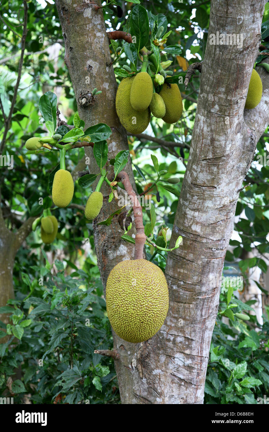 Jackfruits flesh -Fotos und -Bildmaterial in hoher Auflösung – Alamy