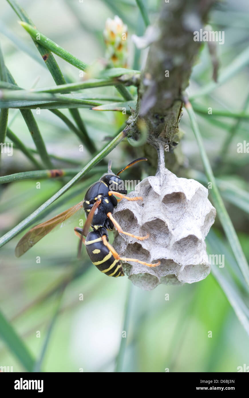 Large wasp -Fotos und -Bildmaterial in hoher Auflösung – Alamy