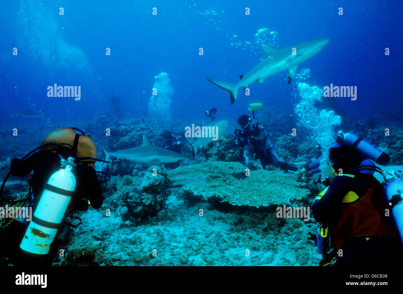 Grauen Riffhaien, Carcharhinus Anblyrhynchos, Rote Meer Dez. 1986 ...
