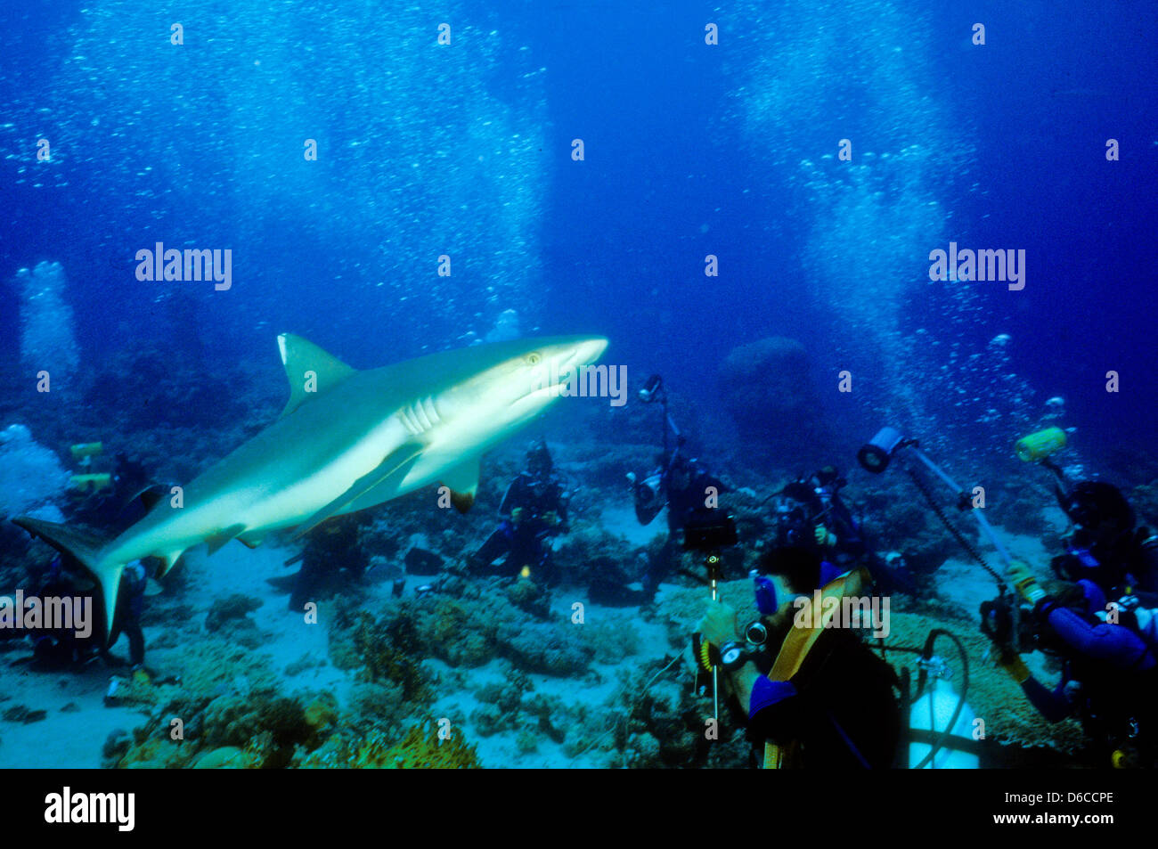 Grauen Riffhaien, Carcharhinus Anblyrhynchos, Rote Meer Dez. 1986 ...