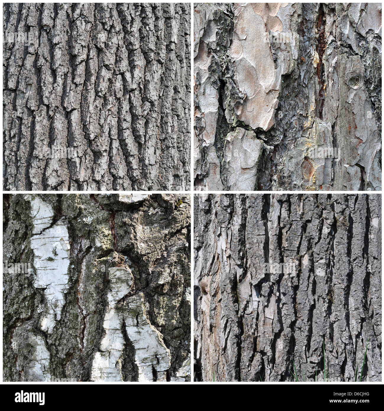 Weiße pappel rinde textur -Fotos und -Bildmaterial in hoher Auflösung ...