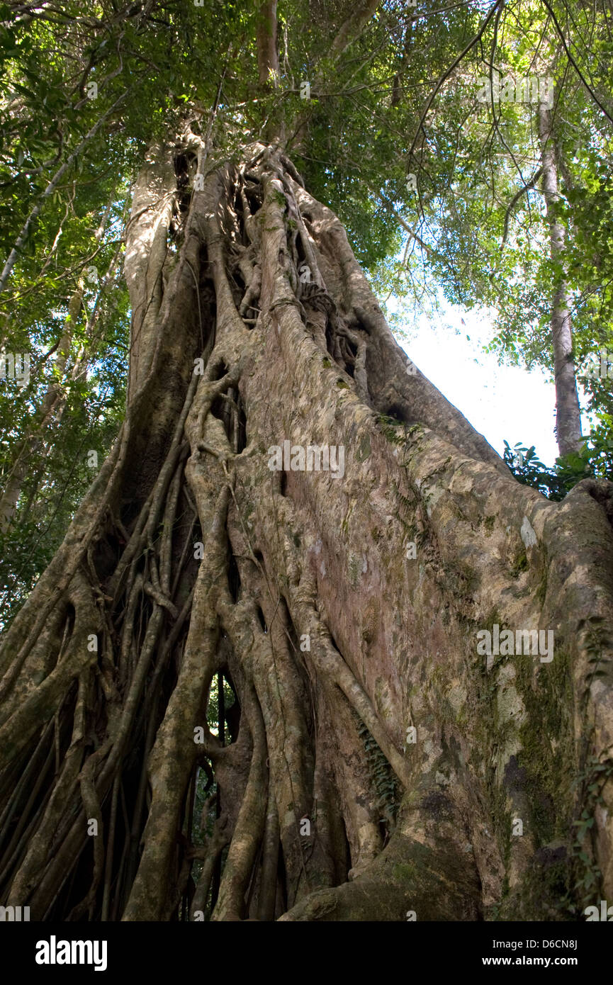 Pappel feige -Fotos und -Bildmaterial in hoher Auflösung – Alamy