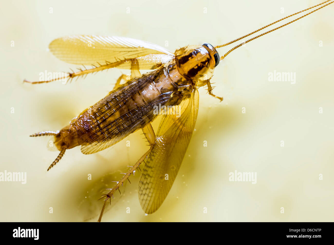 Blattella germanica -Fotos und -Bildmaterial in hoher Auflösung – Alamy
