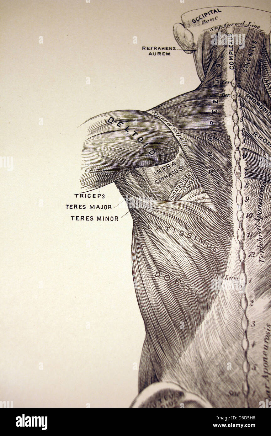 Anatomie muskulatur rücken -Fotos und -Bildmaterial in hoher Auflösung ...