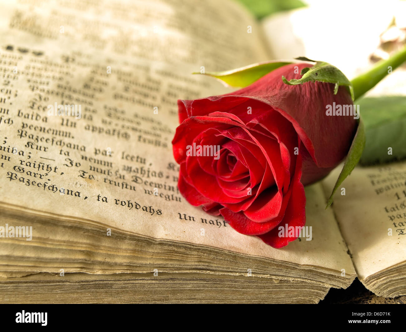 Offenes buch mit roter rose -Fotos und -Bildmaterial in hoher Auflösung ...