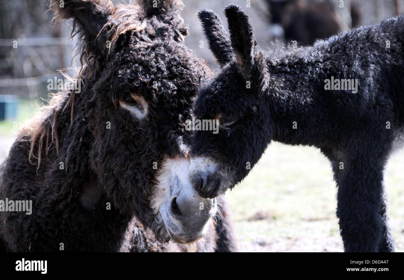 Poitou-Esel-Fole 'D'Artagnan' steht neben seiner Mutter "Ulotte du ...