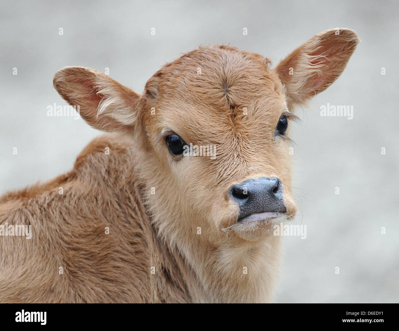 Zebu in zoo -Fotos und -Bildmaterial in hoher Auflösung – Alamy