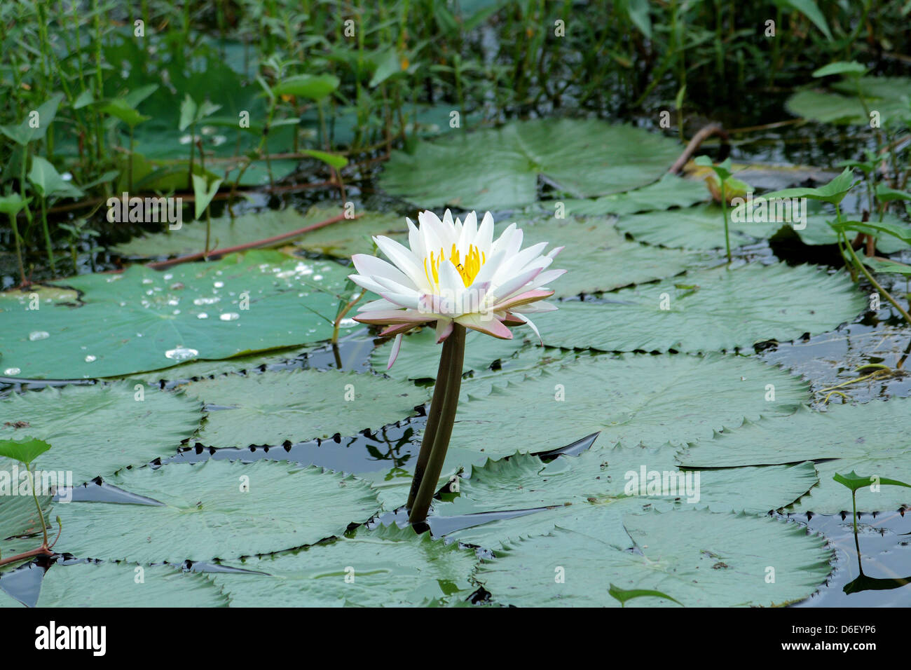 White lotus -Fotos und -Bildmaterial in hoher Auflösung - Seite 3 - Alamy