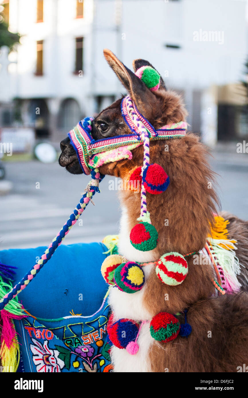 Lama peru -Fotos und -Bildmaterial in hoher Auflösung – Alamy