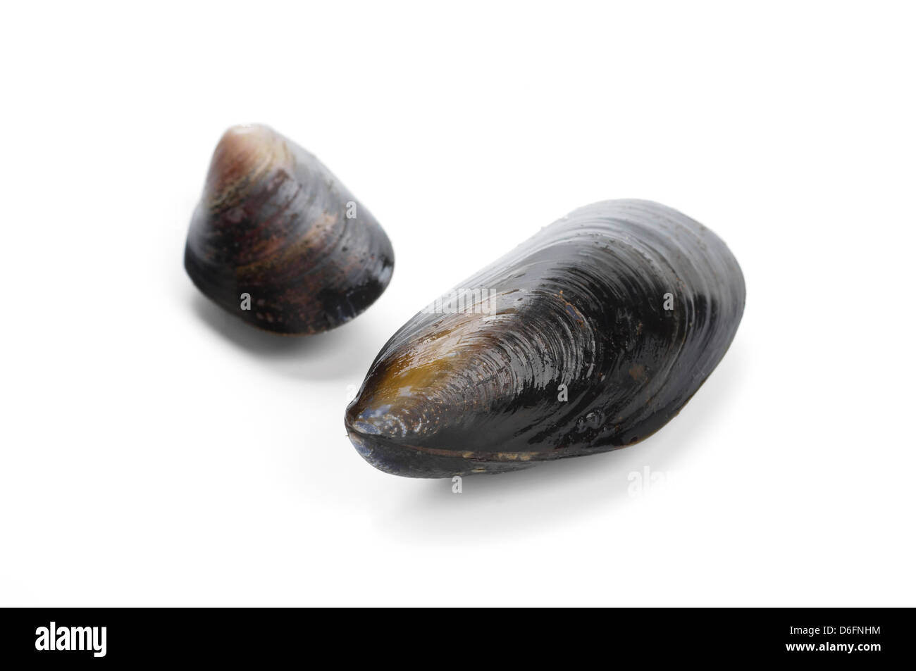 Ganze muscheln -Fotos und -Bildmaterial in hoher Auflösung – Alamy
