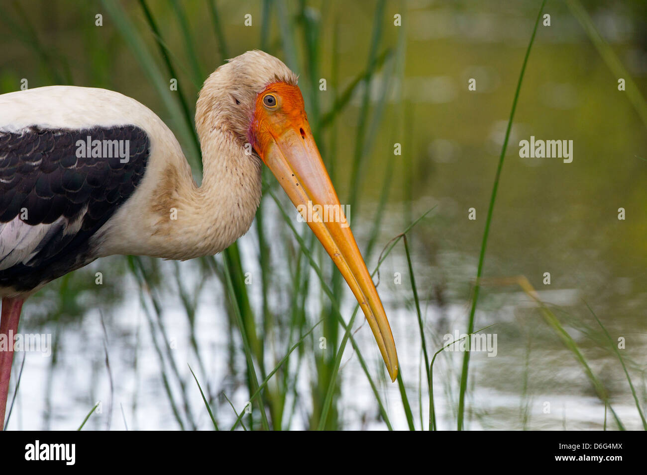 einzelne gemalt Storch Mycteria Leucocephala Fütterung in See ...