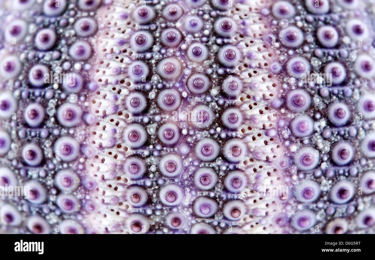 Seeigel meerestier -Fotos und -Bildmaterial in hoher Auflösung – Alamy