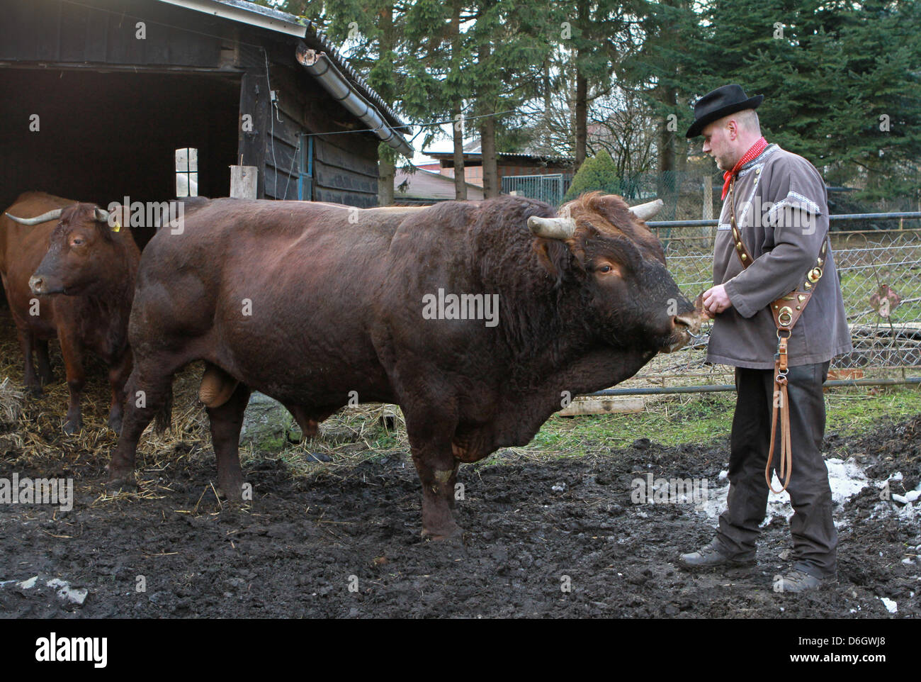 Bauer Uwe Thielecke präsentiert seine Zucht Bull "Innozenz' auf seiner ...