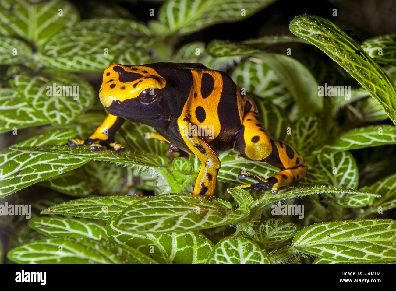 Schwarzer und gelber giftpfeilfrosch -Fotos und -Bildmaterial in hoher ...