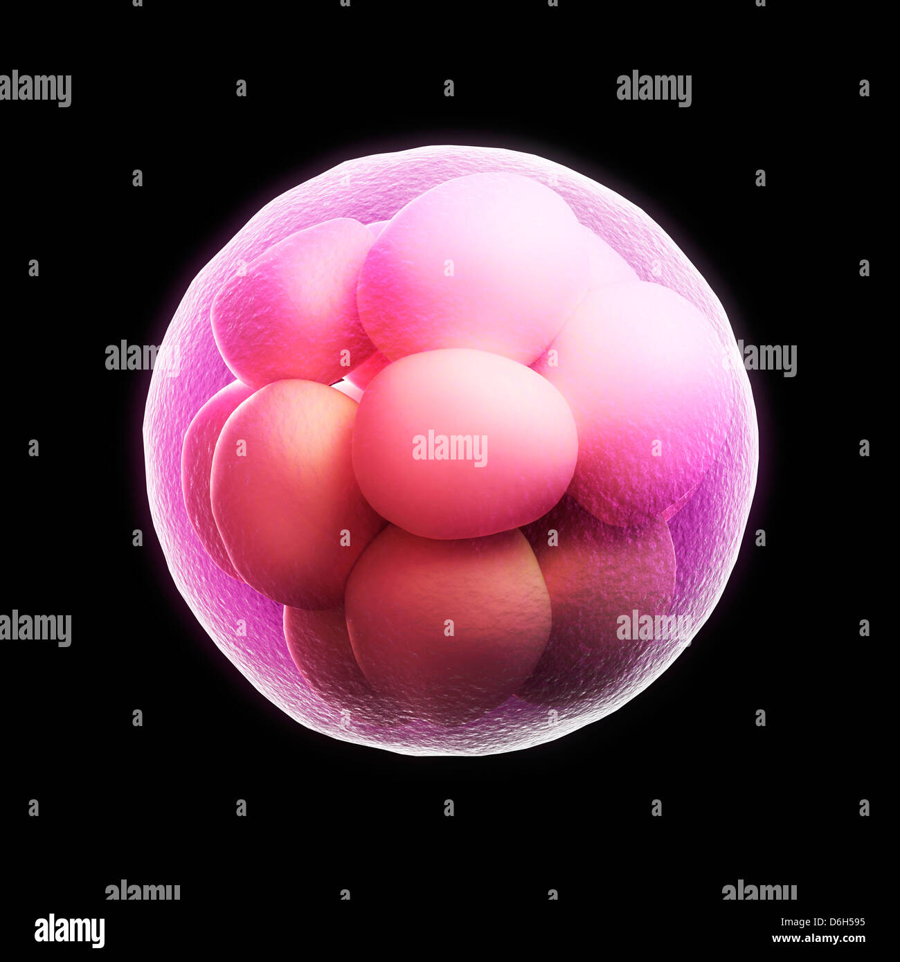 Morula Embryo Stockfotos und -bilder Kaufen - Alamy